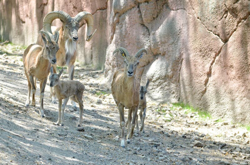 Urial family stock photo. Image of shaggy, brown, family - 33754594
