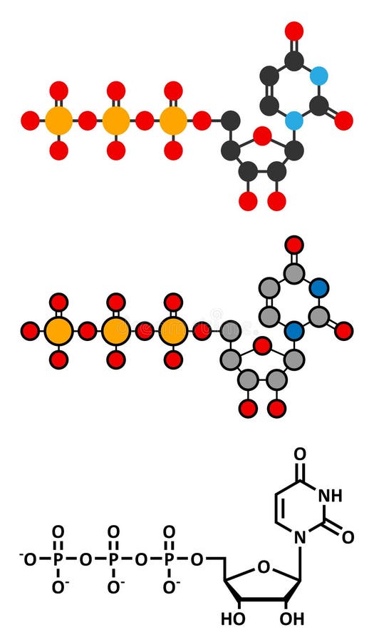 Uridylate Stock Illustrations – 26 Uridylate Stock Illustrations ...