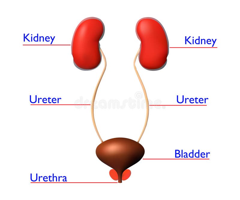 Urin- system stock illustrationer. Illustration av medicin - 40548962
