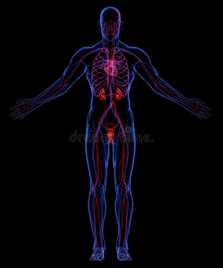 Appareil Circulatoire D'organes De Corps Humain Avec L'anatomie De ...