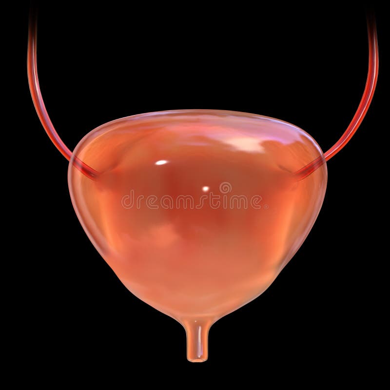 Urinary Bladder, 3D Illustration Stock Illustration - Illustration of ...