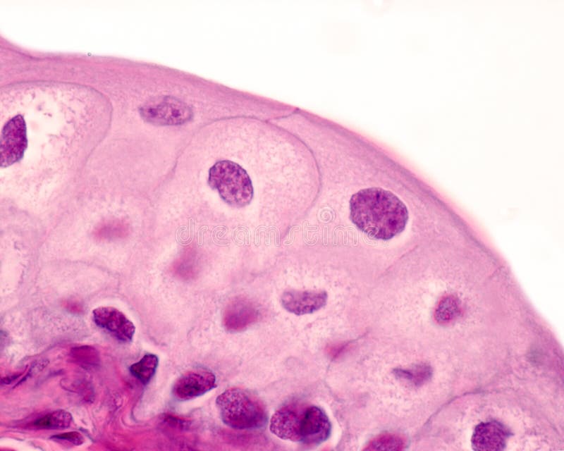 Urinary Bladder. Epithelium Stock Illustration - Illustration of ...