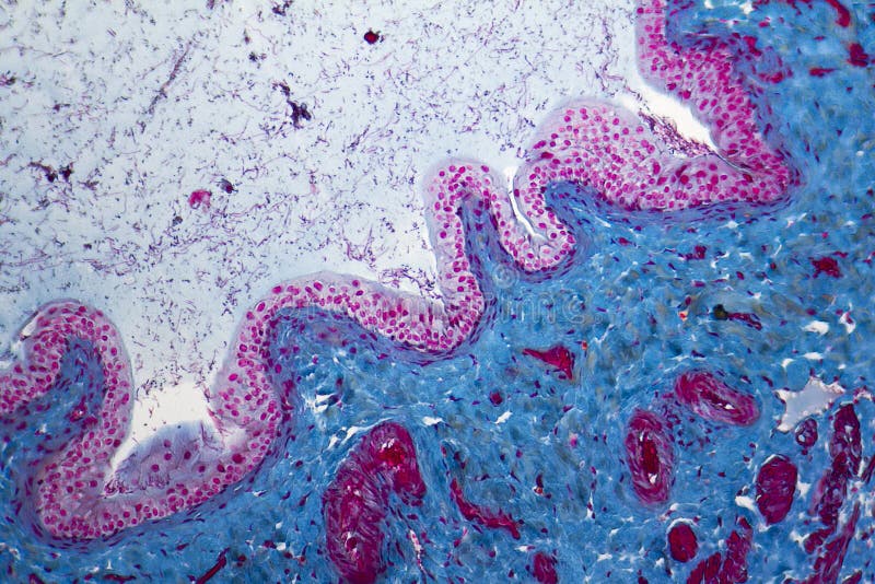 Urinary bladder micrograph stock image. Image of structure - 83714925