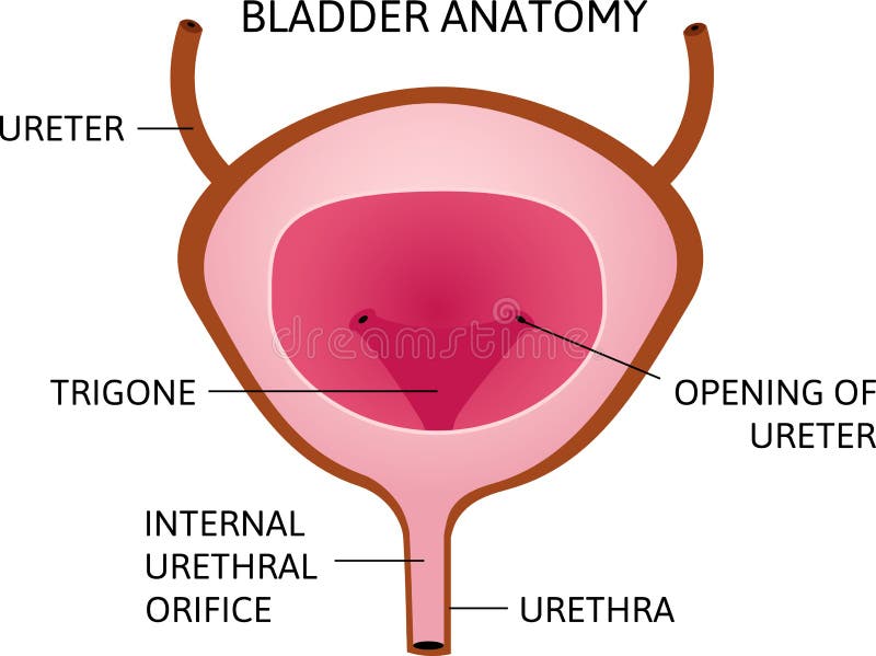 Anatomy Of The Urinary Bladder Stock Vector - Illustration of bladder ...