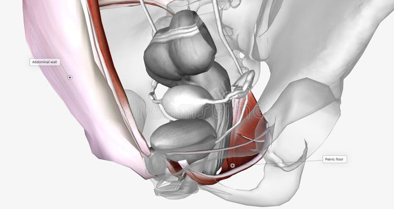 The Urinary Bladder is Surrounded by the Muscles that Make Up the ...