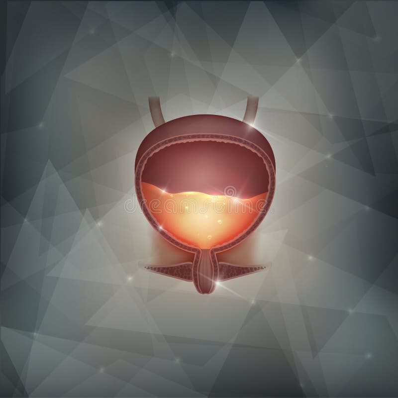 Anatomy Bladder Female Urinary Stock Illustrations – 1,251 Anatomy ...