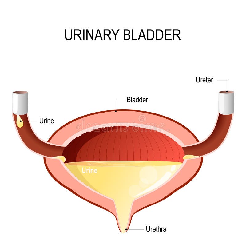 Urinary Bladder with Urine. Stock Vector - Illustration of care, icon ...