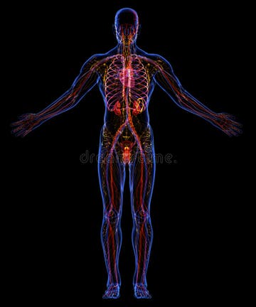 Urinary, Lymphatic and Circulatory System Stock Illustration ...