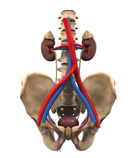Urinary Renal System stock illustration. Illustration of aorta - 32455783