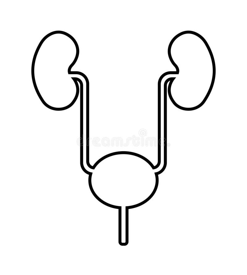 Urinary System Icon in Flat Style. Urinary System Outline. Stock Vector ...
