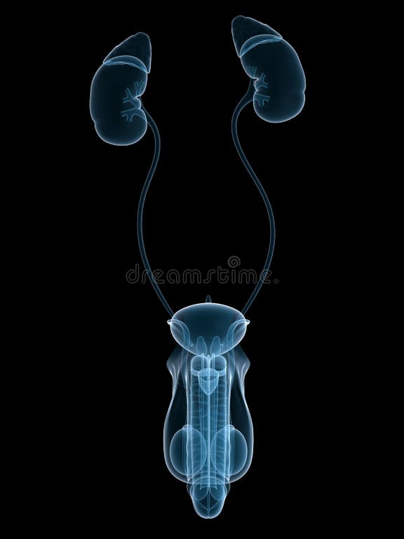 Urinary system stock illustration. Illustration of shiny - 5604975