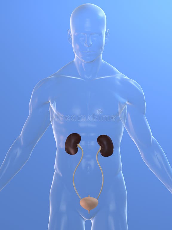 Male Kidney Urinary System Stock Illustrations – 1,704 Male Kidney ...