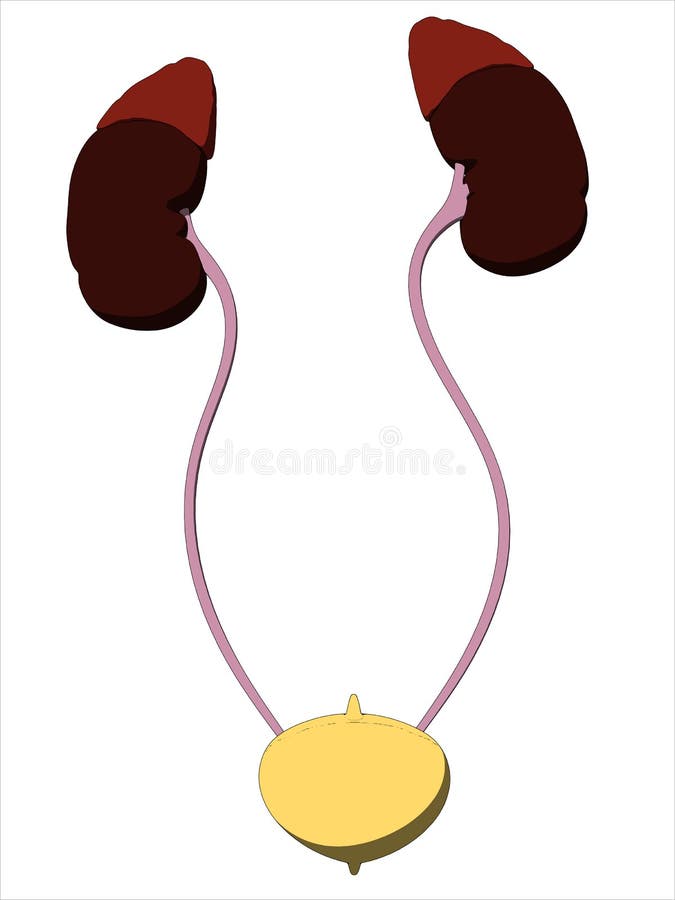 Urinary System Structure Diagram Medical Science Stock Illustration ...