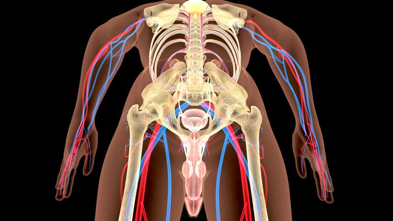 Male Genitourinary System Illustration . 3D Render Stock Illustration ...