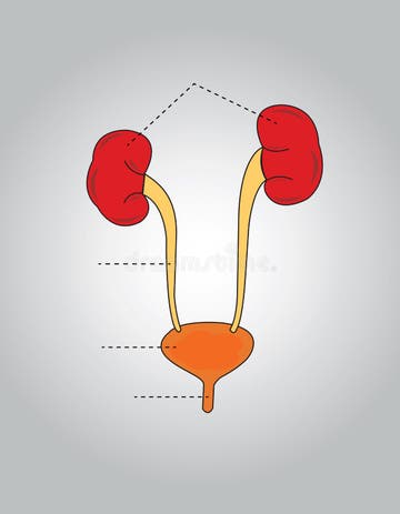 Urinary System Diagram Stock Illustrations – 3,347 Urinary System ...