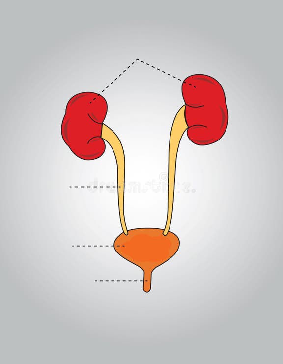 Urinary System Diagram Stock Illustrations – 3,347 Urinary System ...