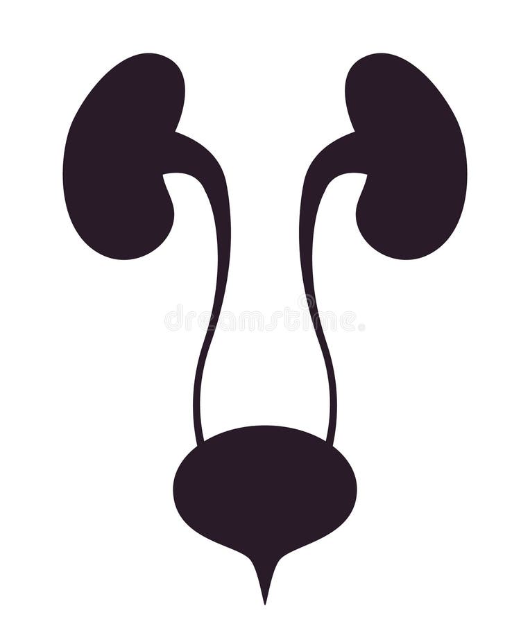 Urinary System Anatomy Incontinence Biology Infection Uti Ureter