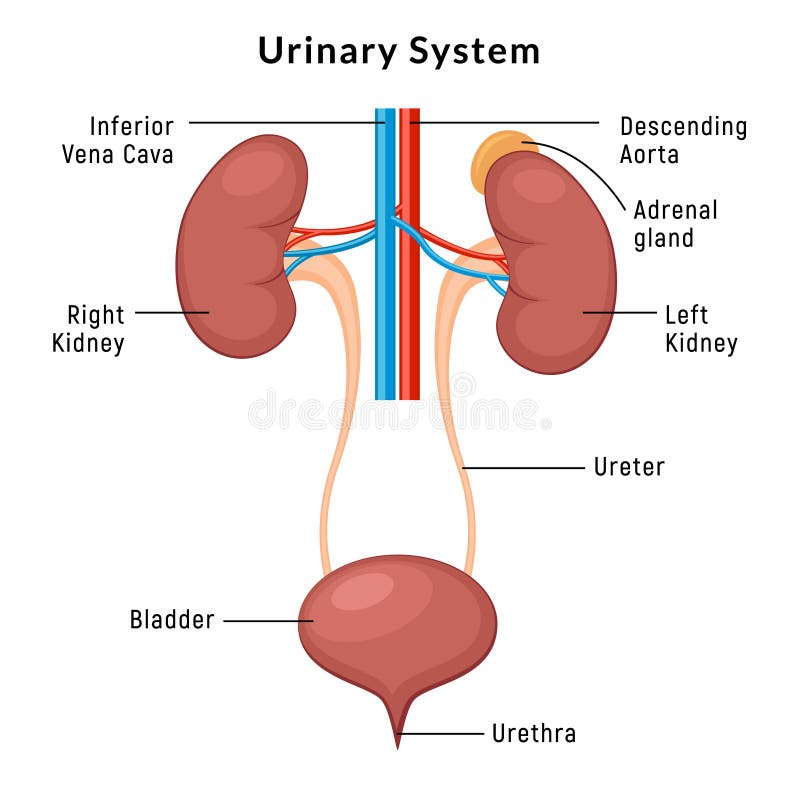 Urinary System Anatomy. Incontinence Biology Infection Uti, Ureter ... Urinary System Anatomy. Incontinence Biology Infection Uti, Ureter ...