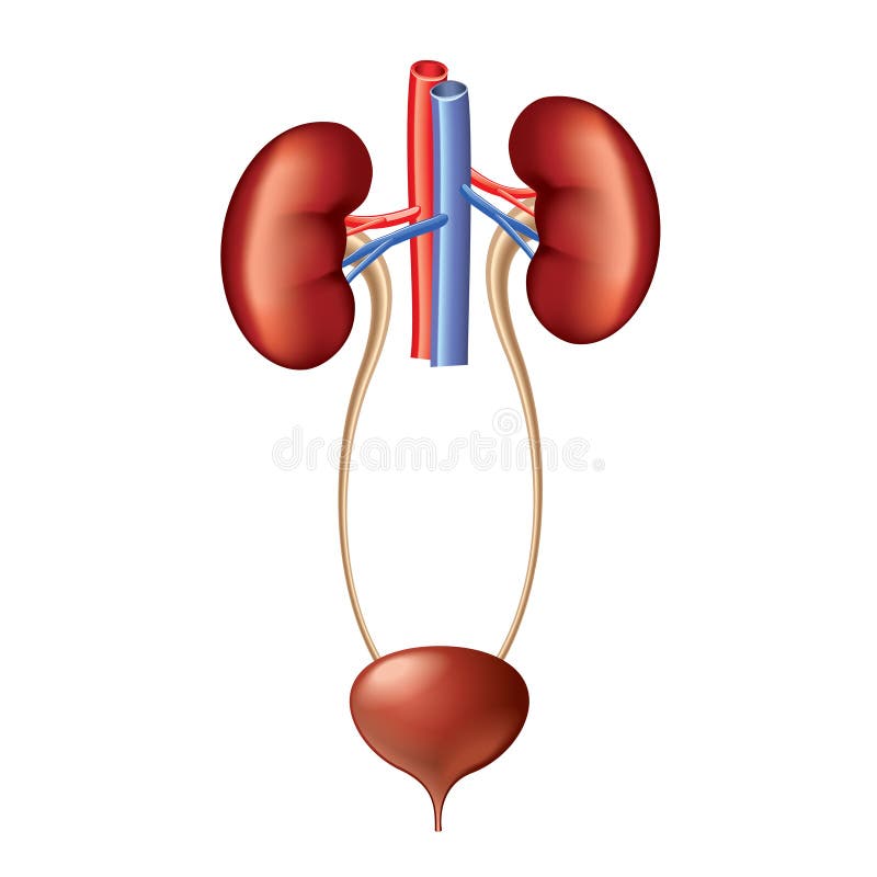Urinary System Anatomy Isolated on White Vector Stock Vector ...