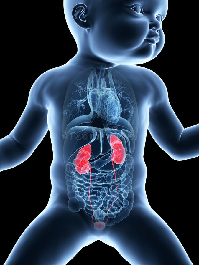 The Digestive System of a Baby Stock Illustration - Illustration of ...