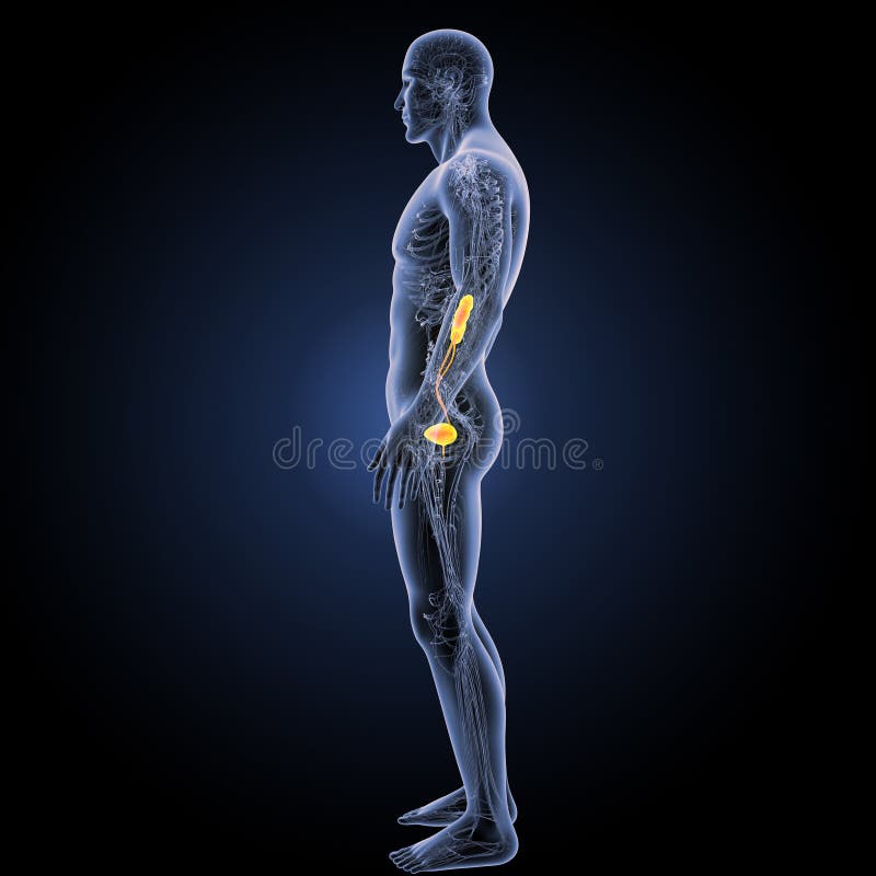 Urinary System with Circulatory System Lateral View Stock Illustration ...