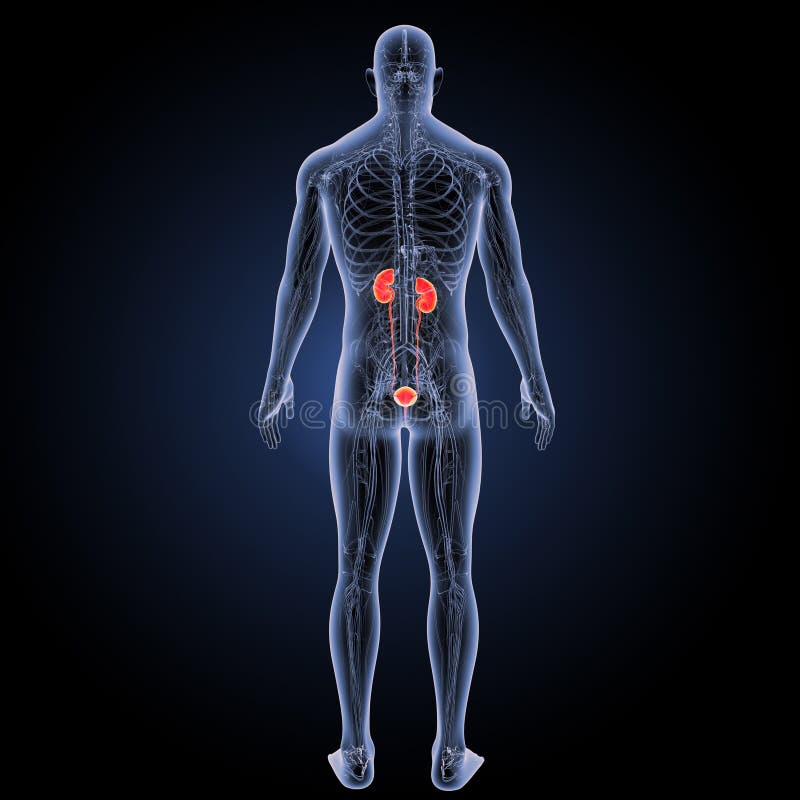 Urinary System with Circulatory System Posterior View Stock ...