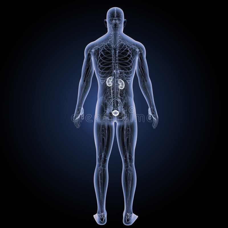 Urinary System with Circulatory System Posterior View Stock ...