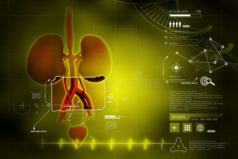 Urinary system stock illustration. Illustration of adrenal - 54522306