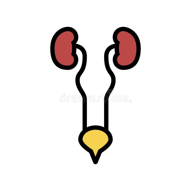 Urinary System Color Icon Vector Illustration Stock Illustration ...