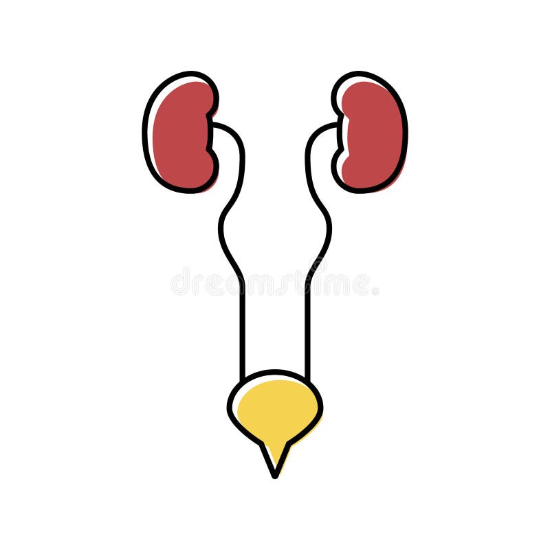 Urinary System Color Icon Vector Illustration Stock Vector ...