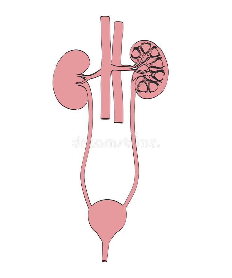 Urinary system stock illustration. Illustration of anatomy - 10634818