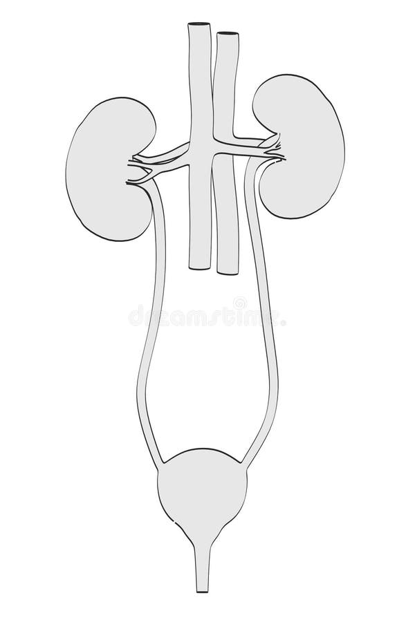 Urinary system stock illustration. Illustration of human - 70492037