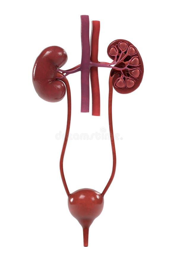 Urinary system stock illustration. Illustration of anatomy - 10634818