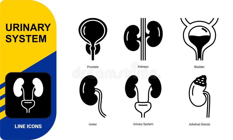 Urinary system Icon Set stock vector. Illustration of anatomical ...