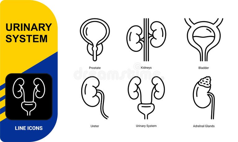 Male Kidney Urinary System Stock Illustrations – 1,704 Male Kidney ...