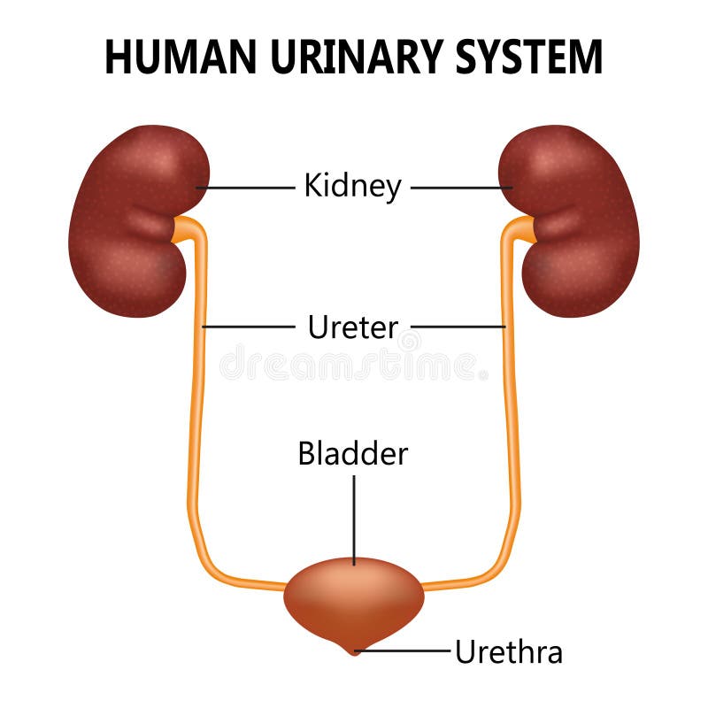 Urinary System Clipart Urinary System Icon In Vector. Logotype