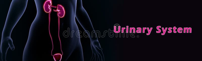 Urinary System In Blue Background Stock Illustration - Illustration of ...