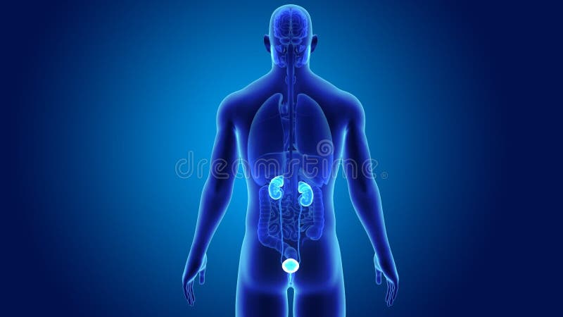 Urinary System Zoom with Anatomy Stock Video - Video of kidneys, kidney ...