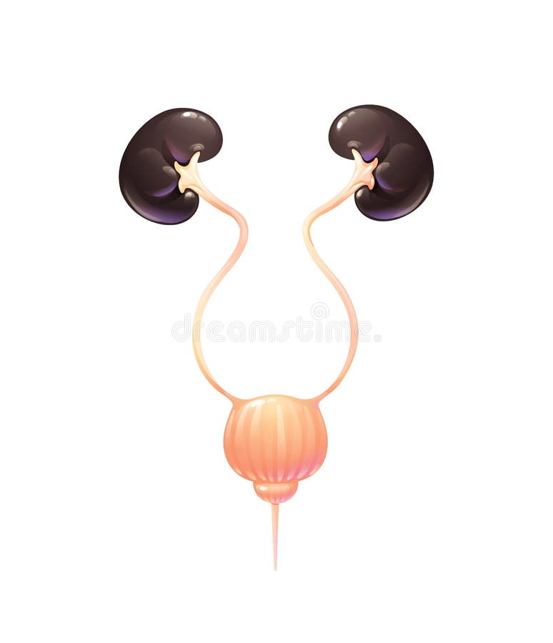 Urinary Bladder Trigone Stock Illustrations – 20 Urinary Bladder ...