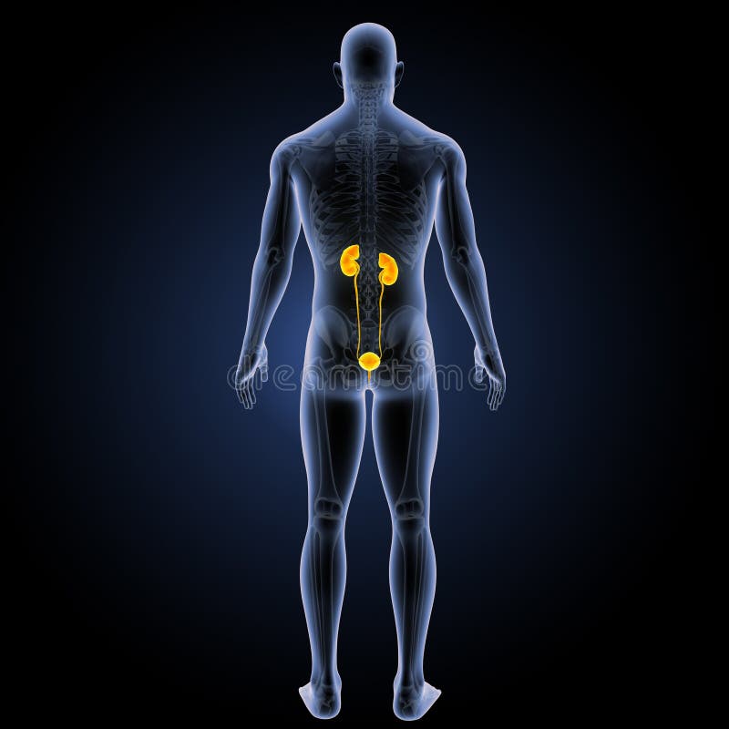 Urinary System with Skeleton Posterior View Stock Illustration ...