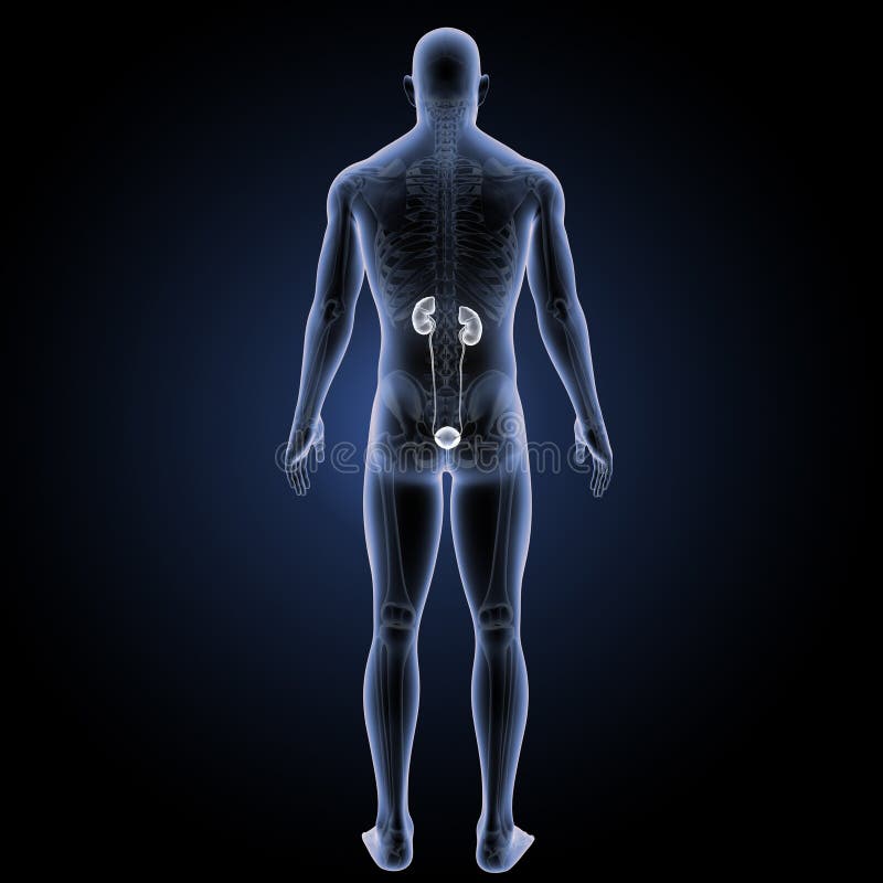 Urinary System with Skeleton Posterior View Stock Illustration ...
