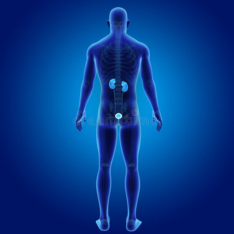 Urinary System with Skeleton Posterior View Stock Illustration ...