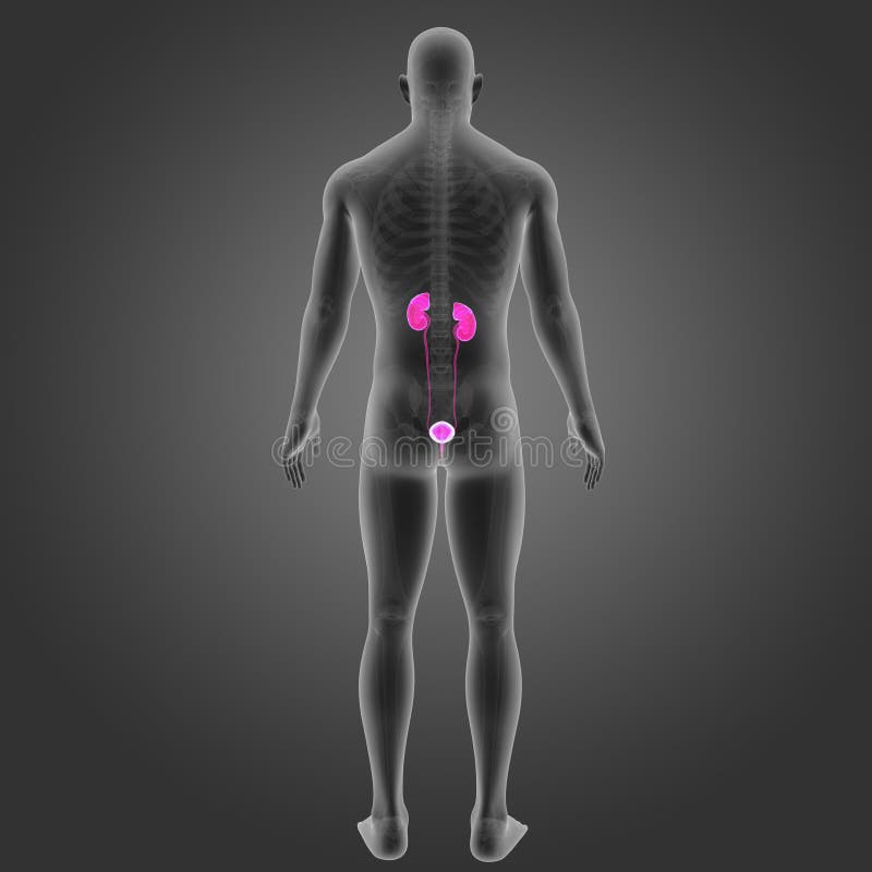 Urinary System with Skeleton Posterior View Stock Illustration ...