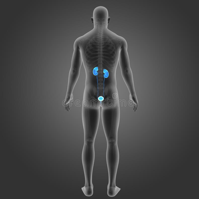 Urinary System with Skeleton Posterior View Stock Illustration ...