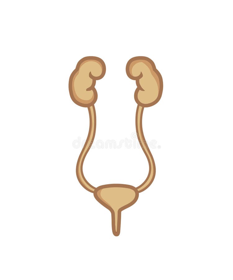 Urinary System Vector Illustration Stock Vector - Illustration of ...