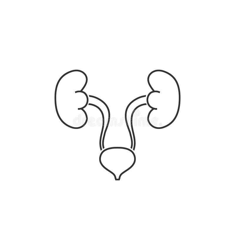 Urinary System Vector Line Icon Isolated White Background Stock Vector ...