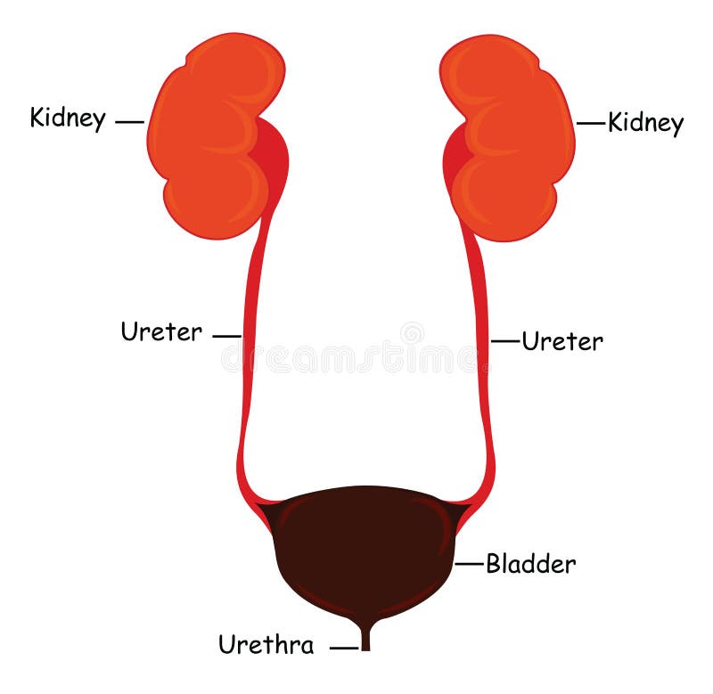 Urinary Stock Illustrations – 13,111 Urinary Stock Illustrations ...