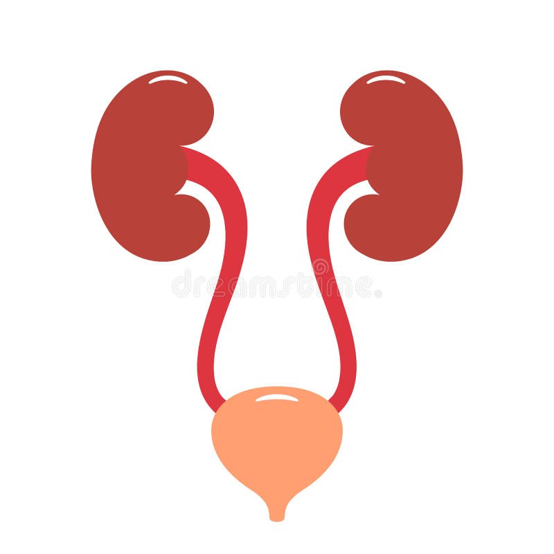 Urinary Tract Stock Illustrations – 2,012 Urinary Tract Stock ...