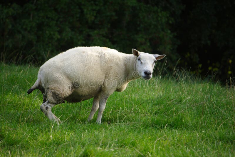 Urinating sheep stock image. Image of excrete, ranch - 36554991