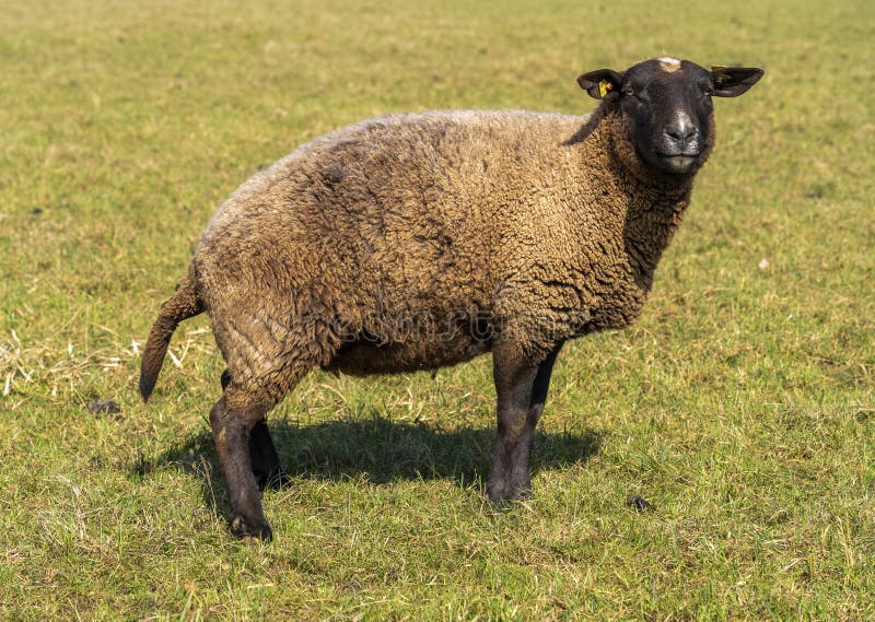 Urinating sheep stock image. Image of rural, domesticated - 273596849